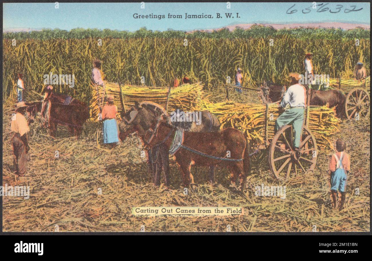 Greetings from Jamaica, B.W.I. Carting out canes from the field , Sugar ...