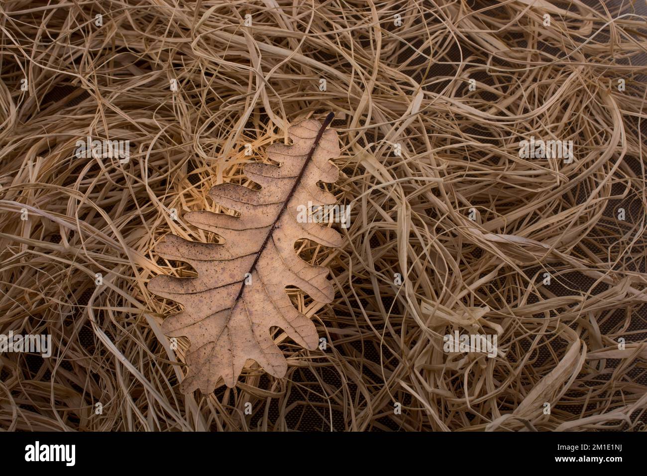Straw leaf hi-res stock photography and images - Alamy