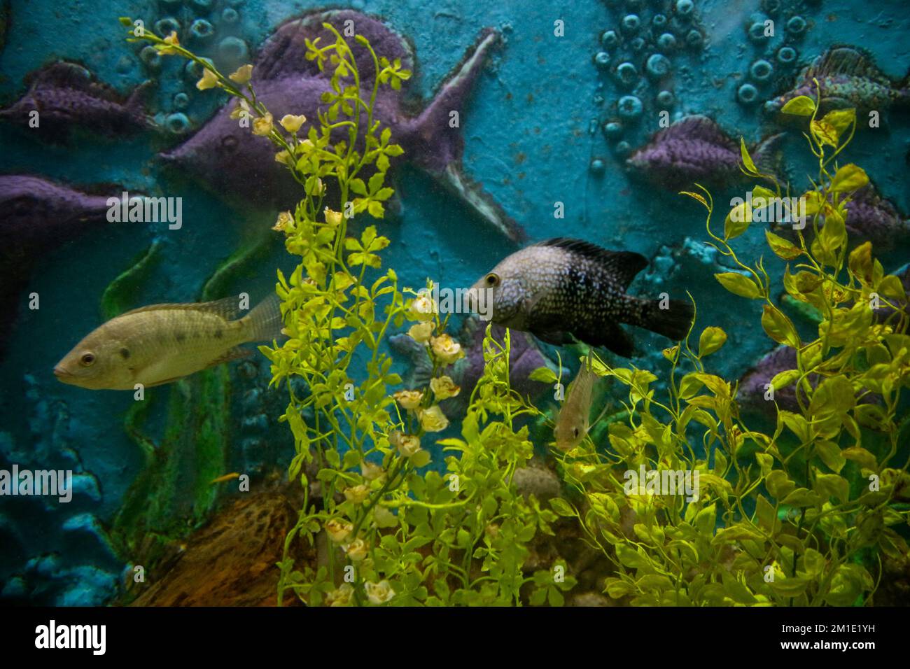 Alexandria, Alexandria Governorate, Egypt. 8th Dec, 2022. Alexandria ...