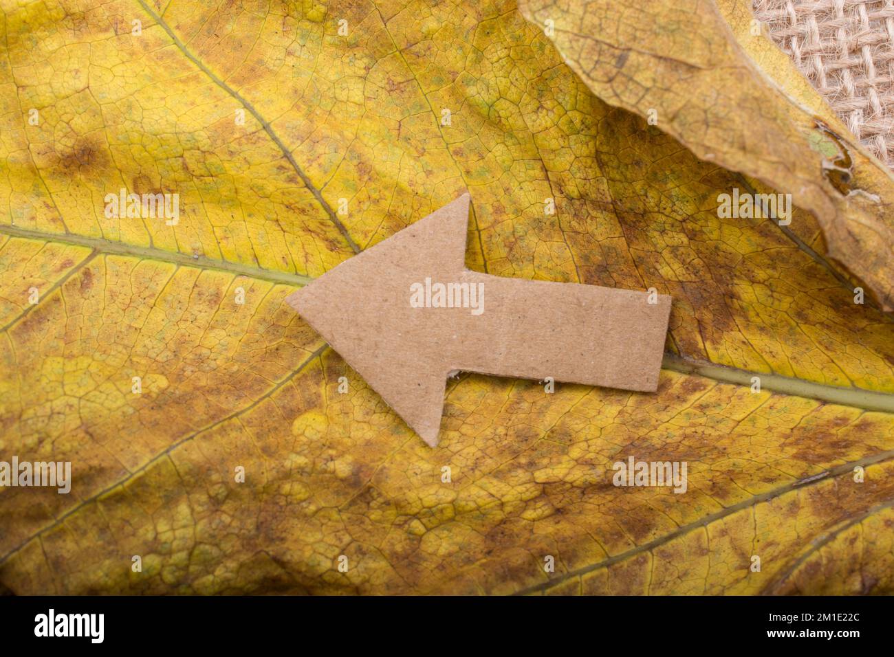 Cut out leaf hi-res stock photography and images - Alamy