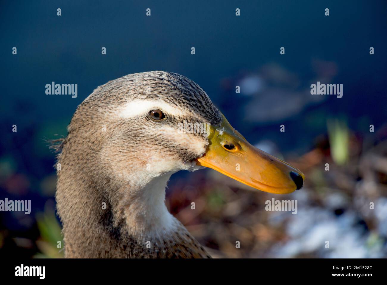 Alone duck bird hi-res stock photography and images - Alamy