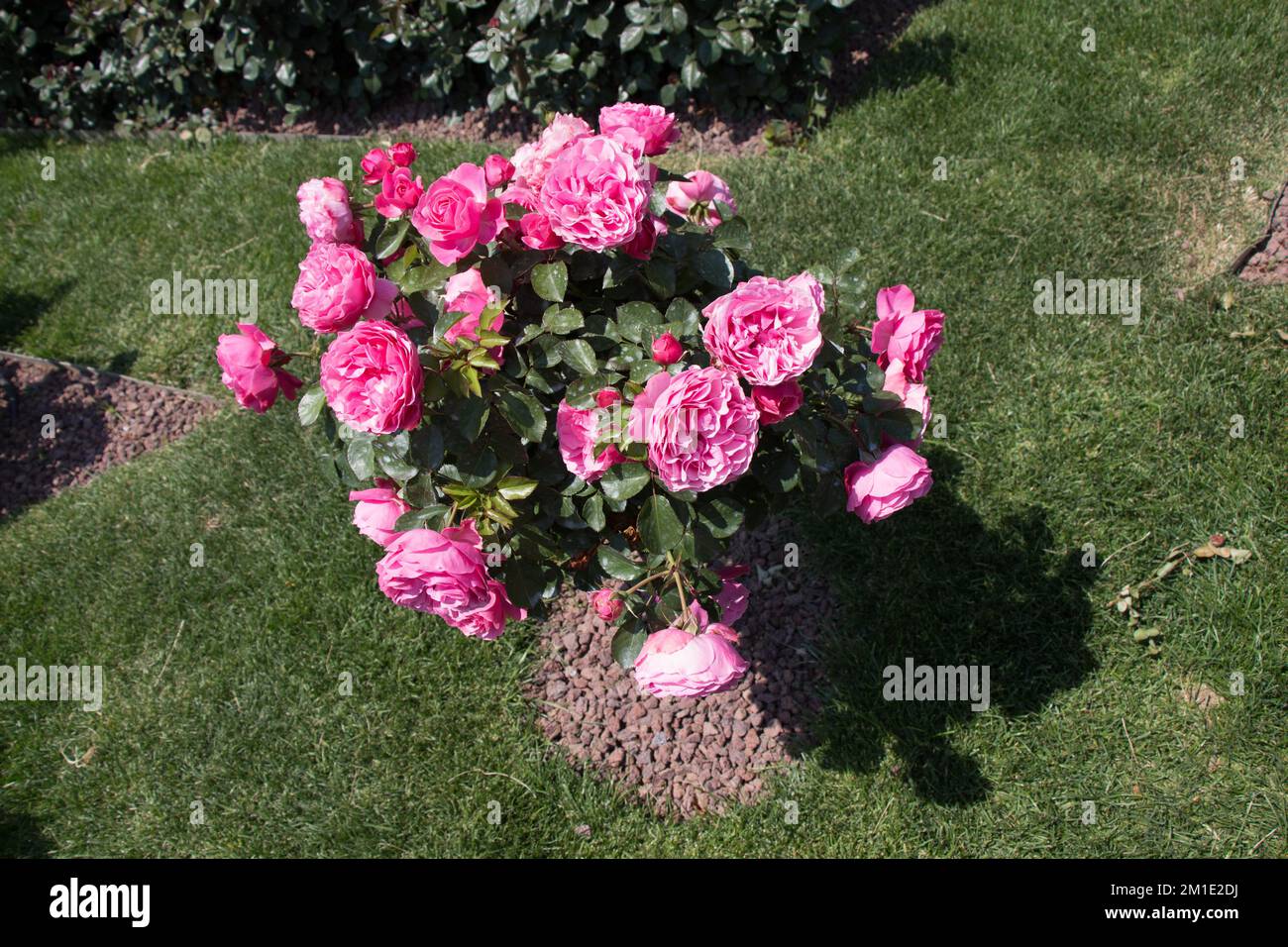 Rose tree with pink roses in a rose garden Stock Photo - Alamy