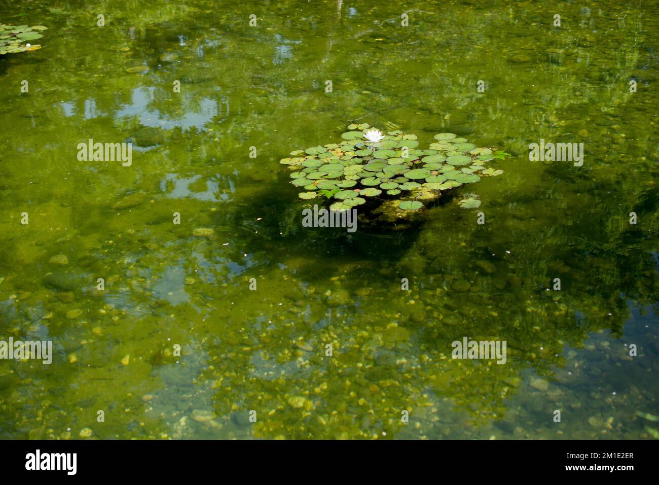 Background of green water texture in the pond Stock Photo - Alamy