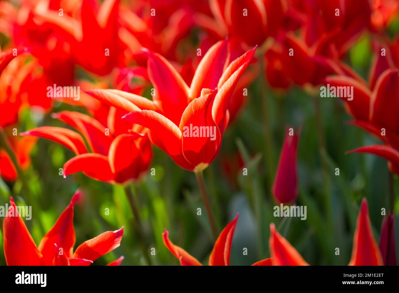 Red tulips of pink color in nature in spring time Stock Photo - Alamy