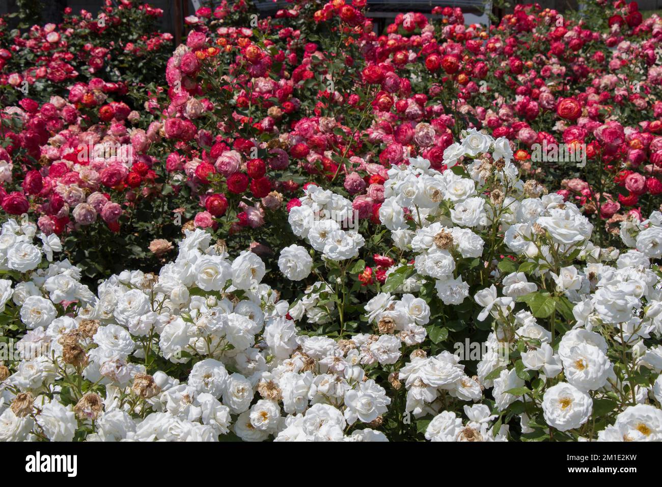 Blooming beautiful colorful roses as floral background Stock Photo - Alamy