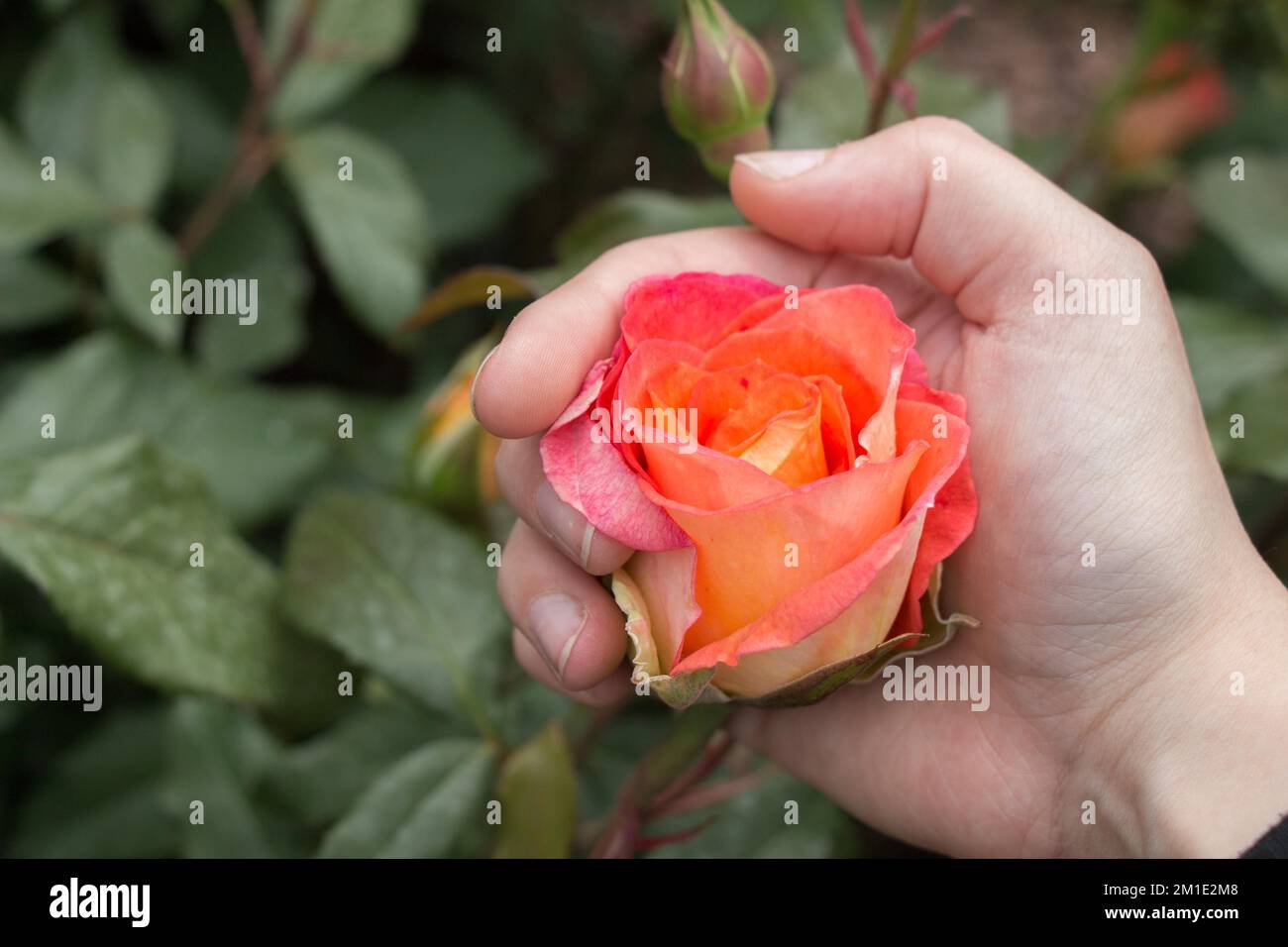 Hand holding a colorful Rose Flower Stock Photo - Alamy