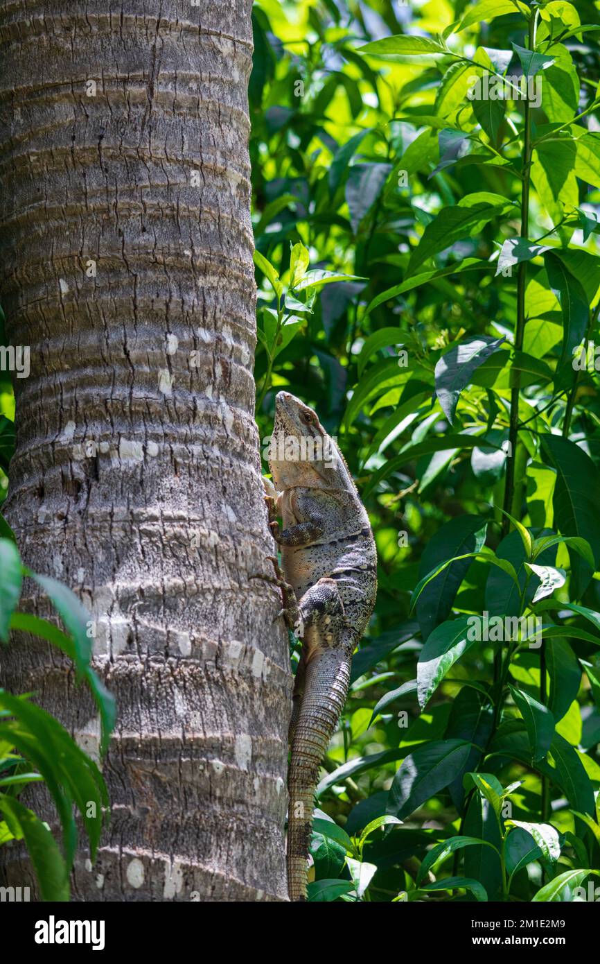 A vertical shot of an iguana climbing a tropical tree against the green ...