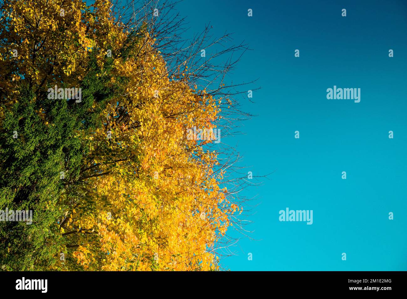 Top part of tree leaves with branches with sky view Stock Photo - Alamy