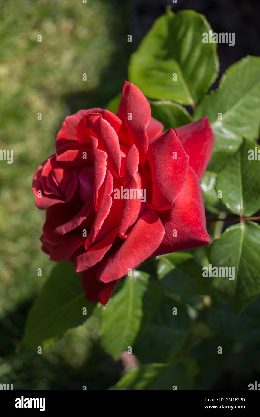 Beautiful colorful Rose Flower on garden background Stock Photo - Alamy