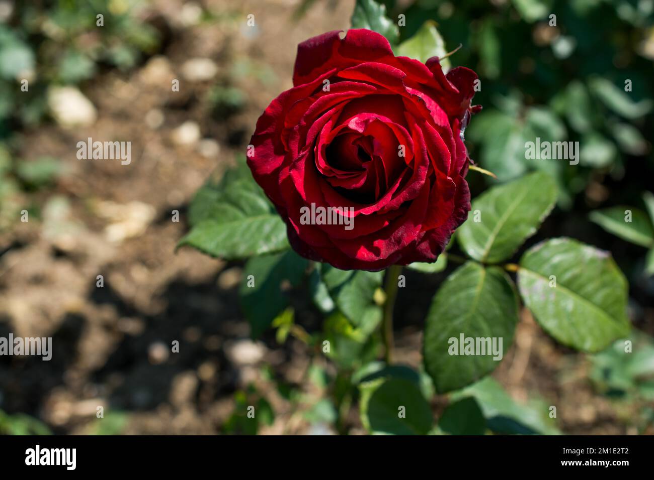 The rose in nature hi-res stock photography and images - Alamy