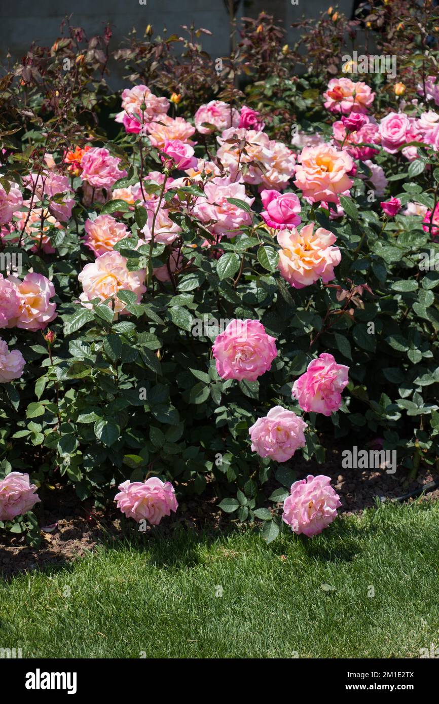Blooming beautiful colorful roses in the garden background Stock Photo ...