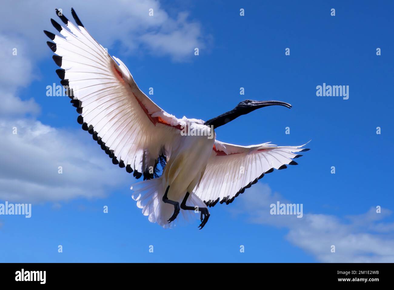 African Sacred Ibis (Threskiornis aethiopicus) in flight, Cape Town ...