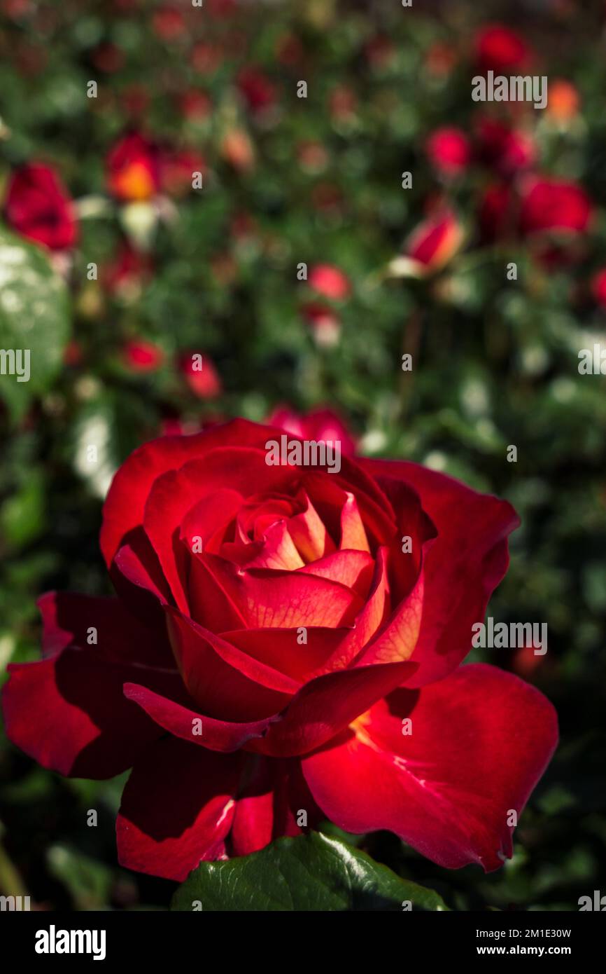 Beautiful colorful Rose Flower on garden background Stock Photo - Alamy