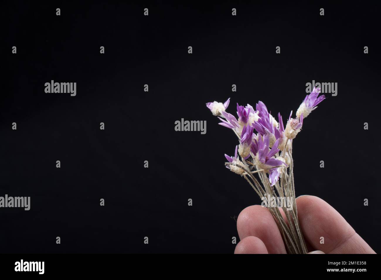 Beautiful colorful natural flowers in dry form Stock Photo - Alamy