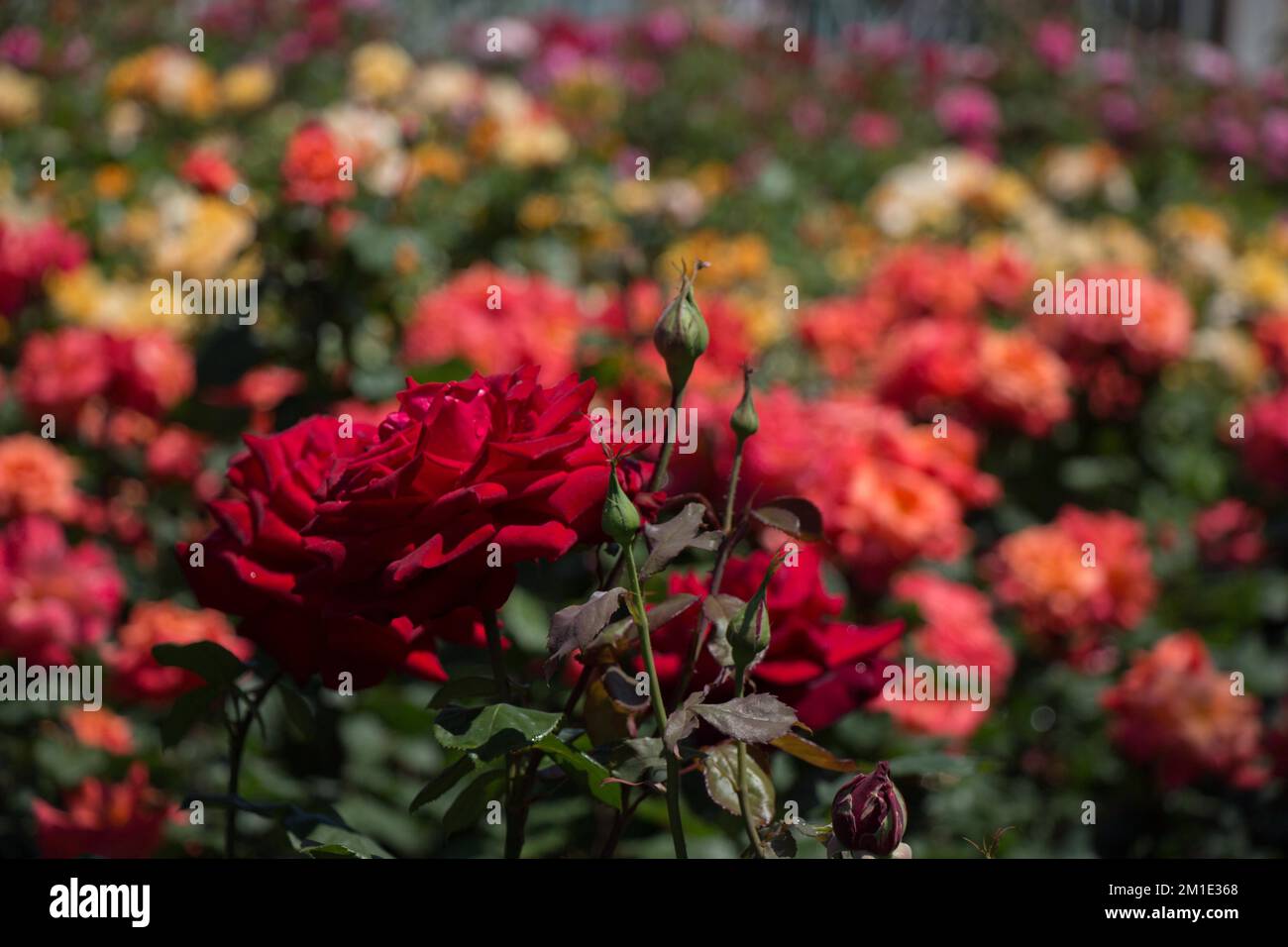 Rose garden full of beautiful fresh roses Stock Photo - Alamy