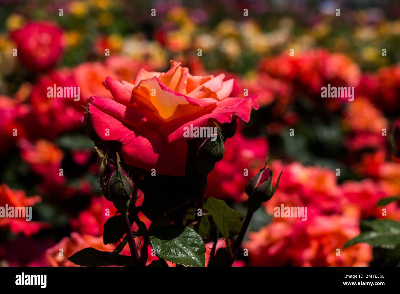Rose garden full of beautiful fresh roses Stock Photo - Alamy