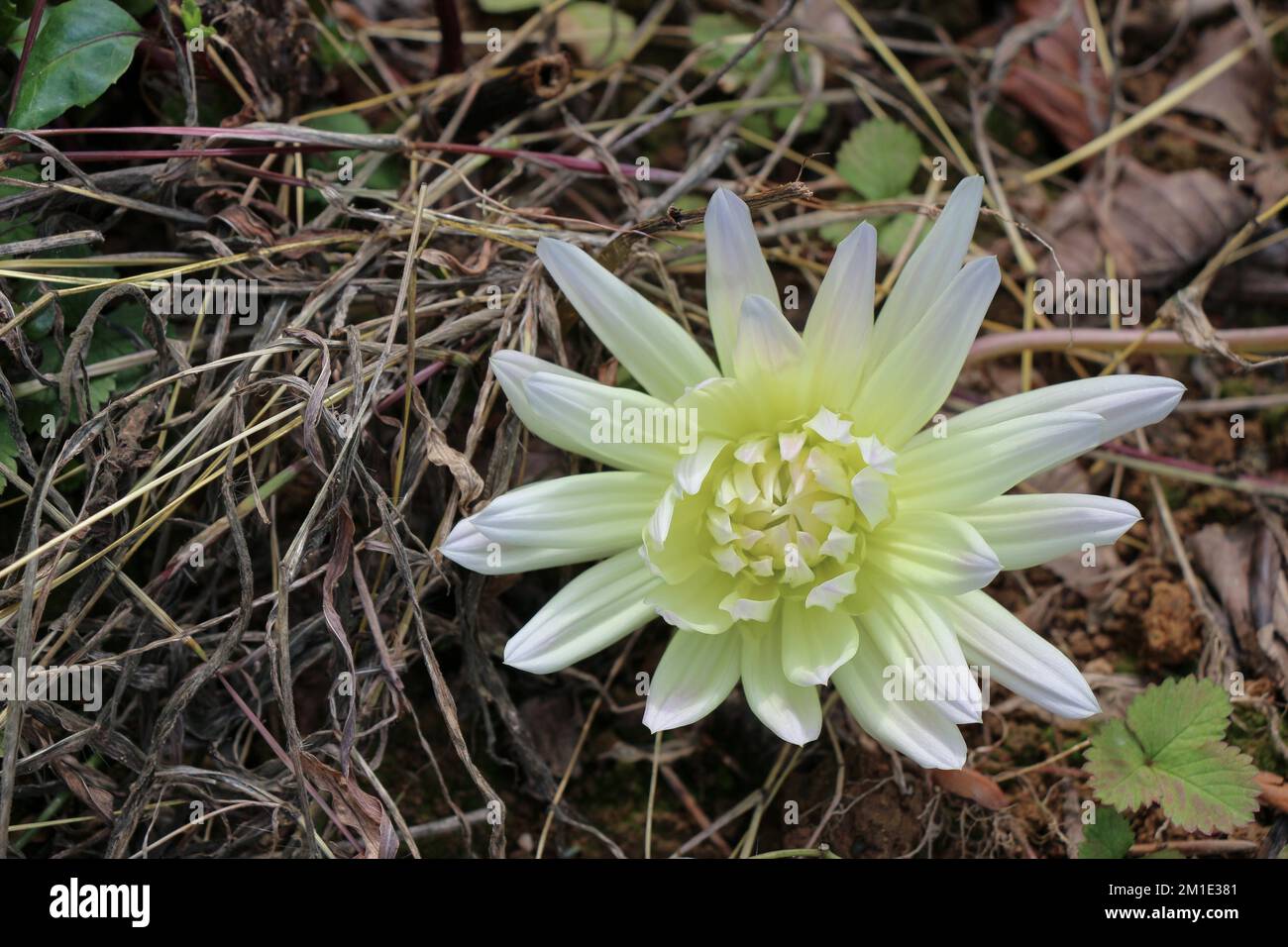 Beautiful fresh flowers in nature background Stock Photo - Alamy