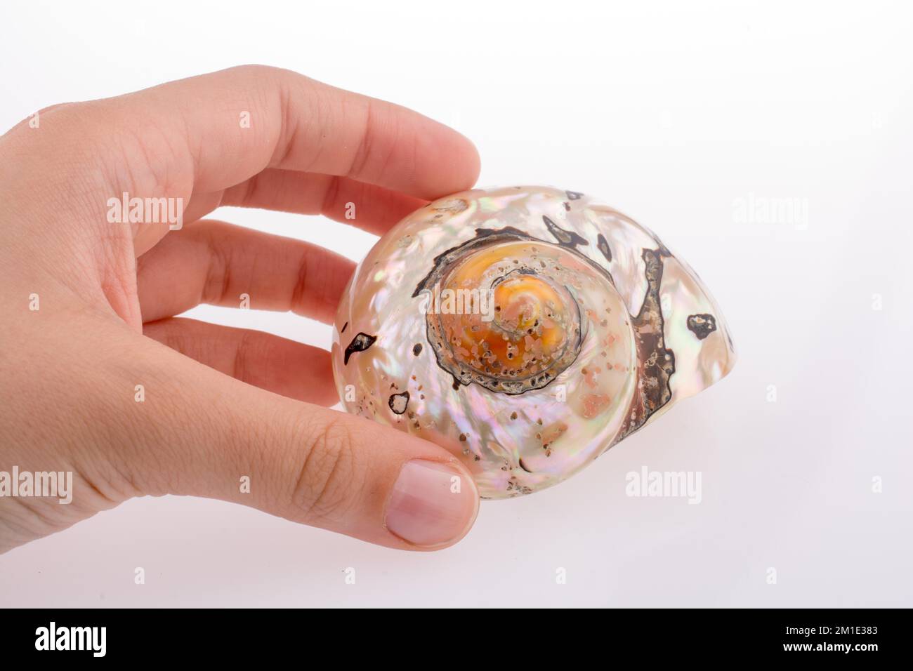 Hand holding Beautiful sea shell on a white background Stock Photo - Alamy