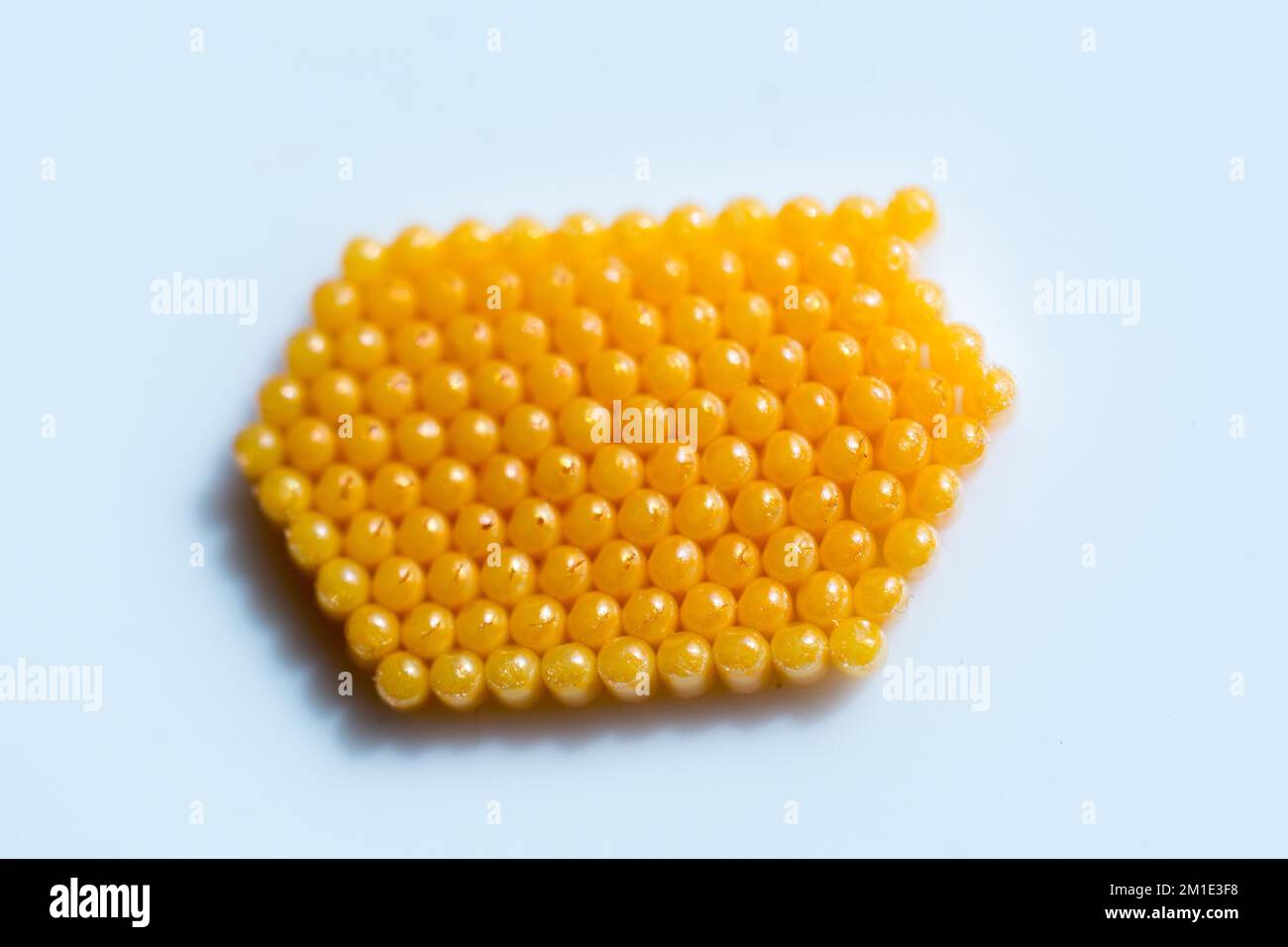 Yellow color insect eggs forming an almost perfect hexagon on a white ...