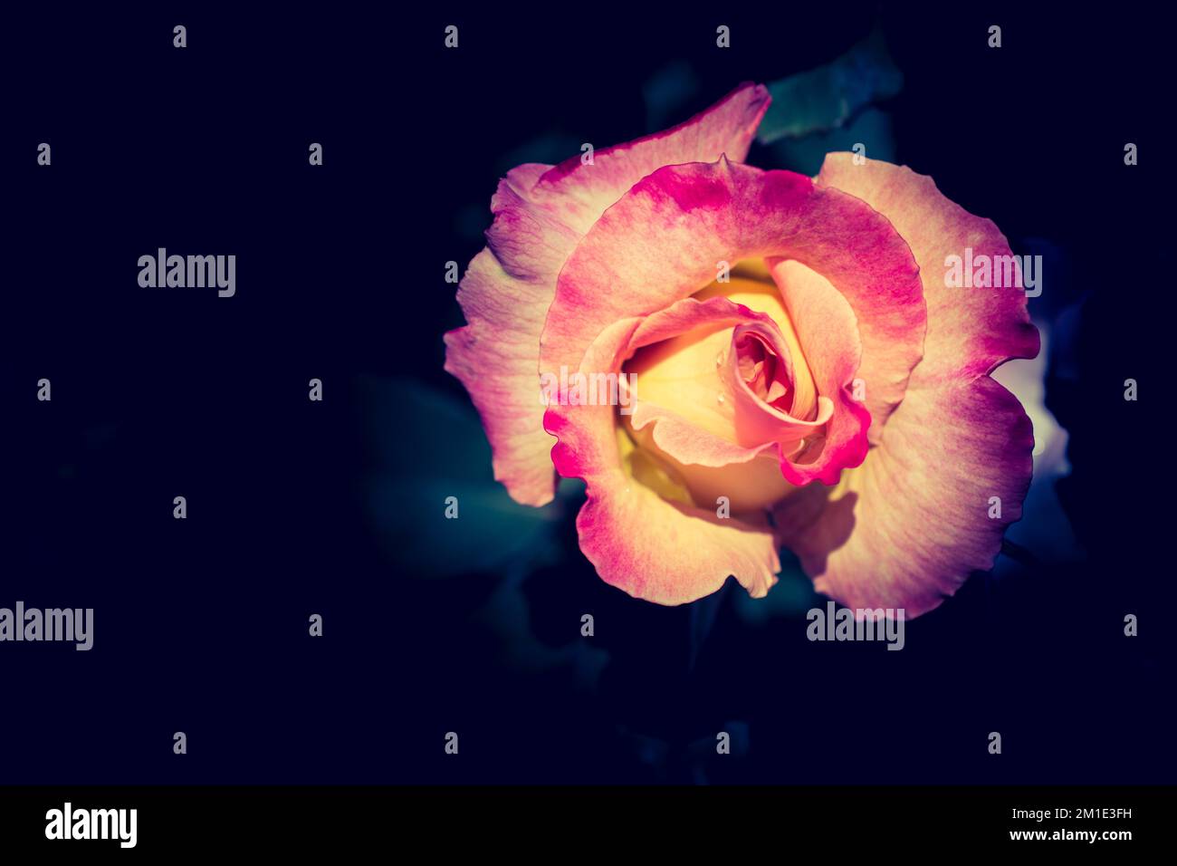 Beautiful colorful Rose Flower on garden background Stock Photo - Alamy