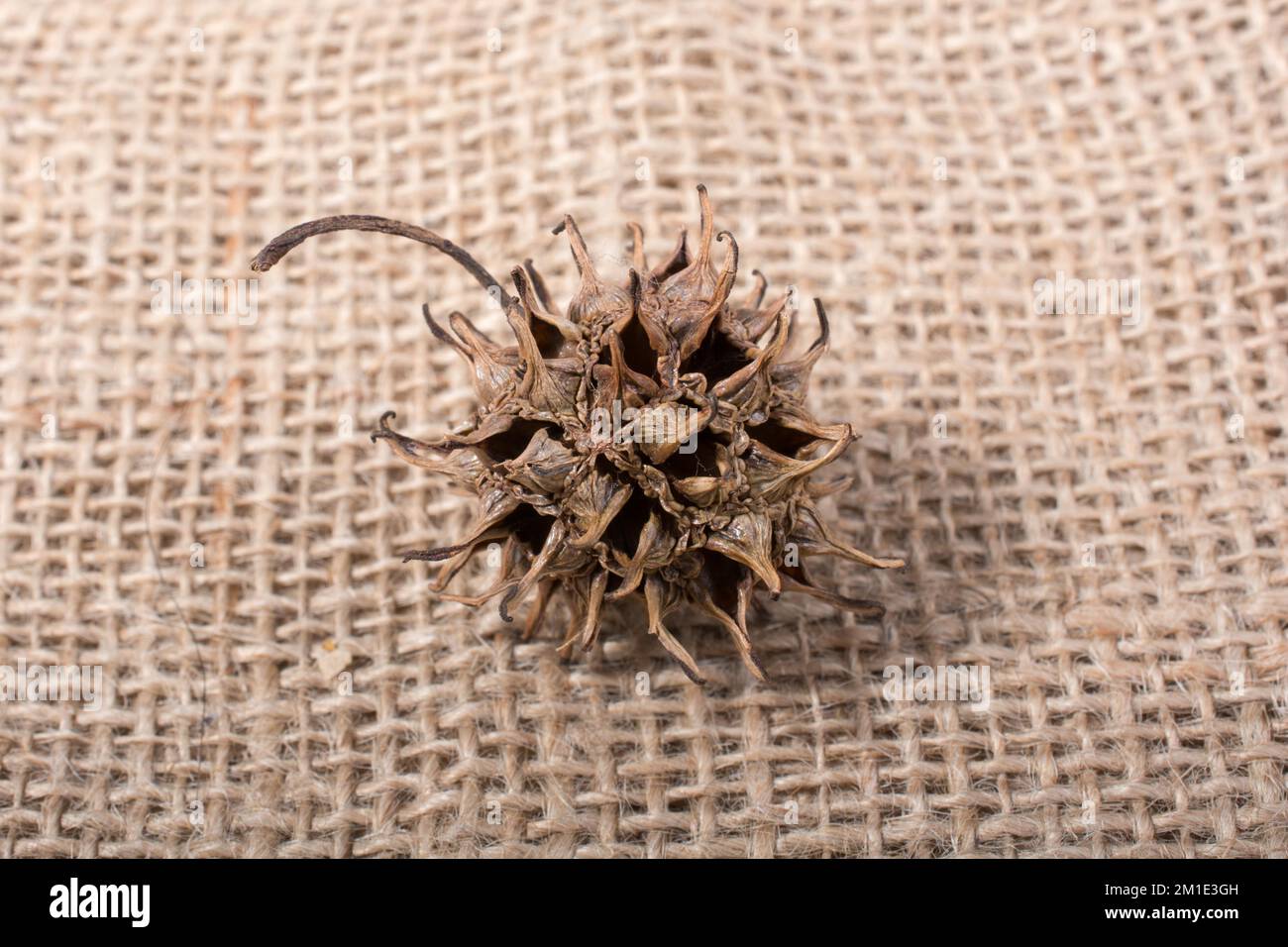 Pod cone hi-res stock photography and images - Alamy