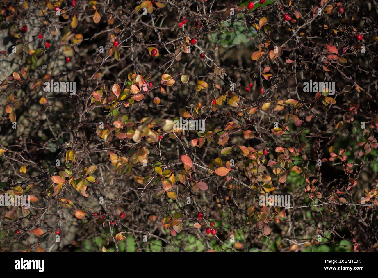 Texture background of autumn season with leaves Stock Photo - Alamy