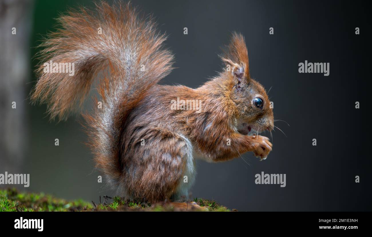 A beautiful view of a brown squirrel eating walnuts in the forest Stock ...
