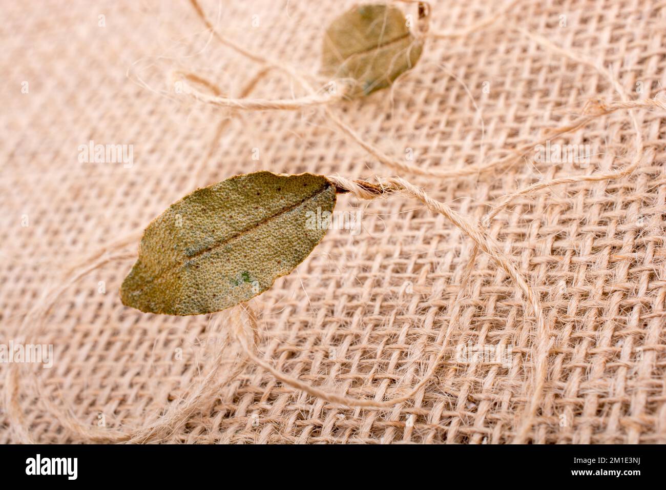 Thread leaves hi-res stock photography and images - Alamy