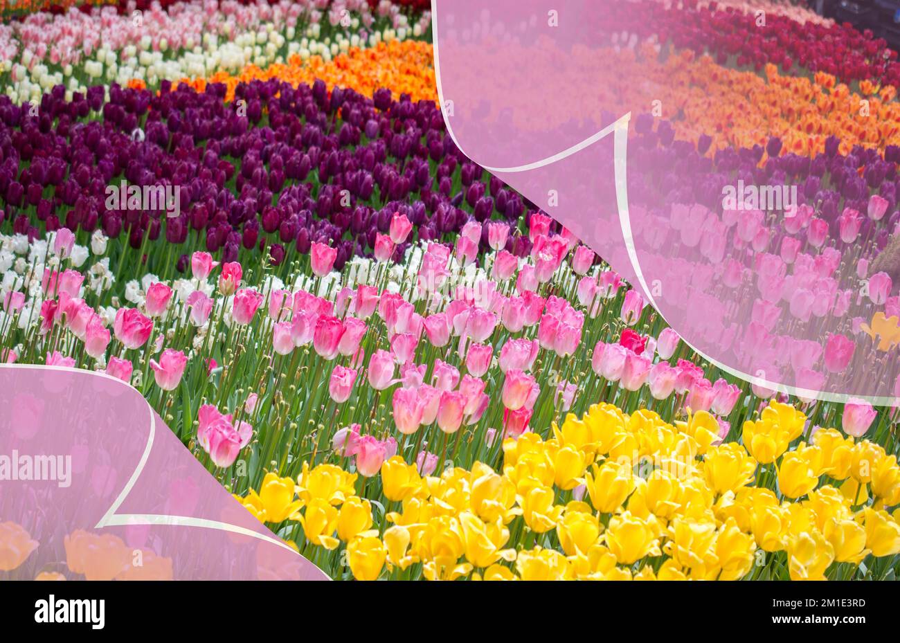 Diverse layer hi-res stock photography and images - Alamy