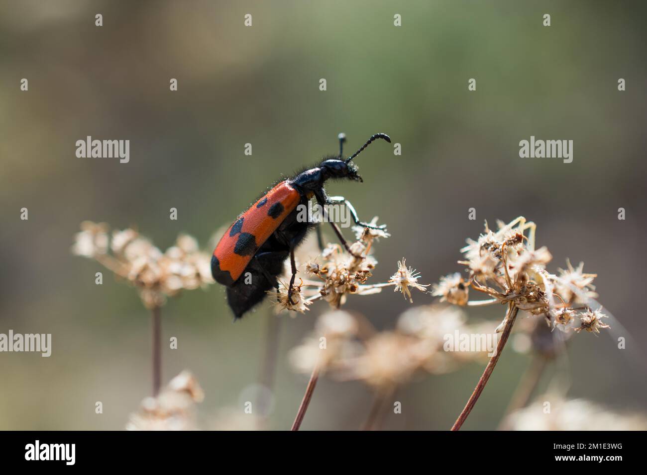 Red bug feeding on flowers in the nature Stock Photo - Alamy