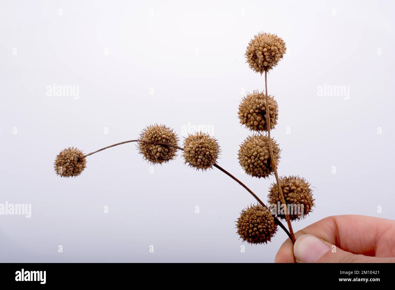 Hand holding brown pods, capsules in hand on a white background Stock ...