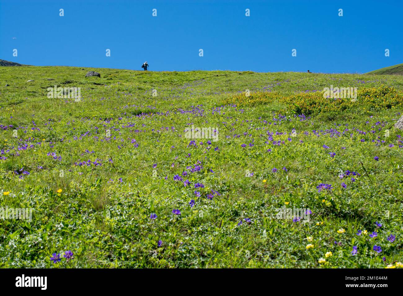 Green pasture in mountains during summer as nature background Stock ...