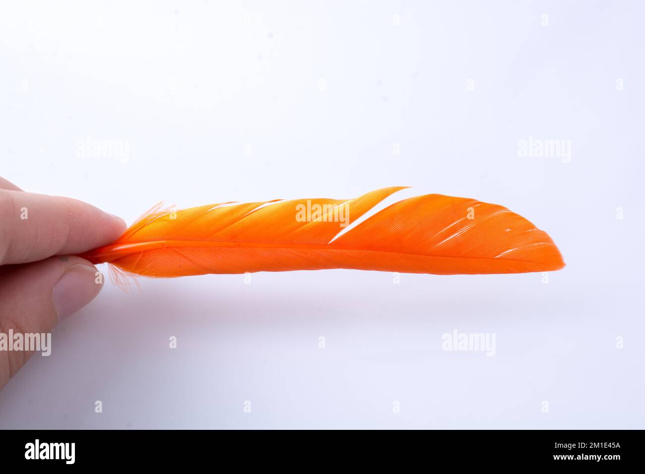 Bright colored feather in hand on white background Stock Photo - Alamy