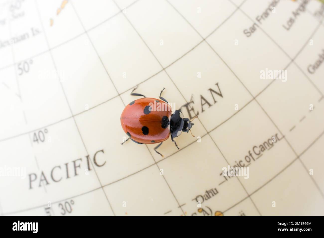 Ladybug walking on a little colorful model globe Stock Photo - Alamy