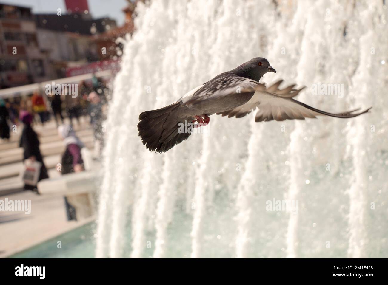 City pigeon side water hi-res stock photography and images - Alamy