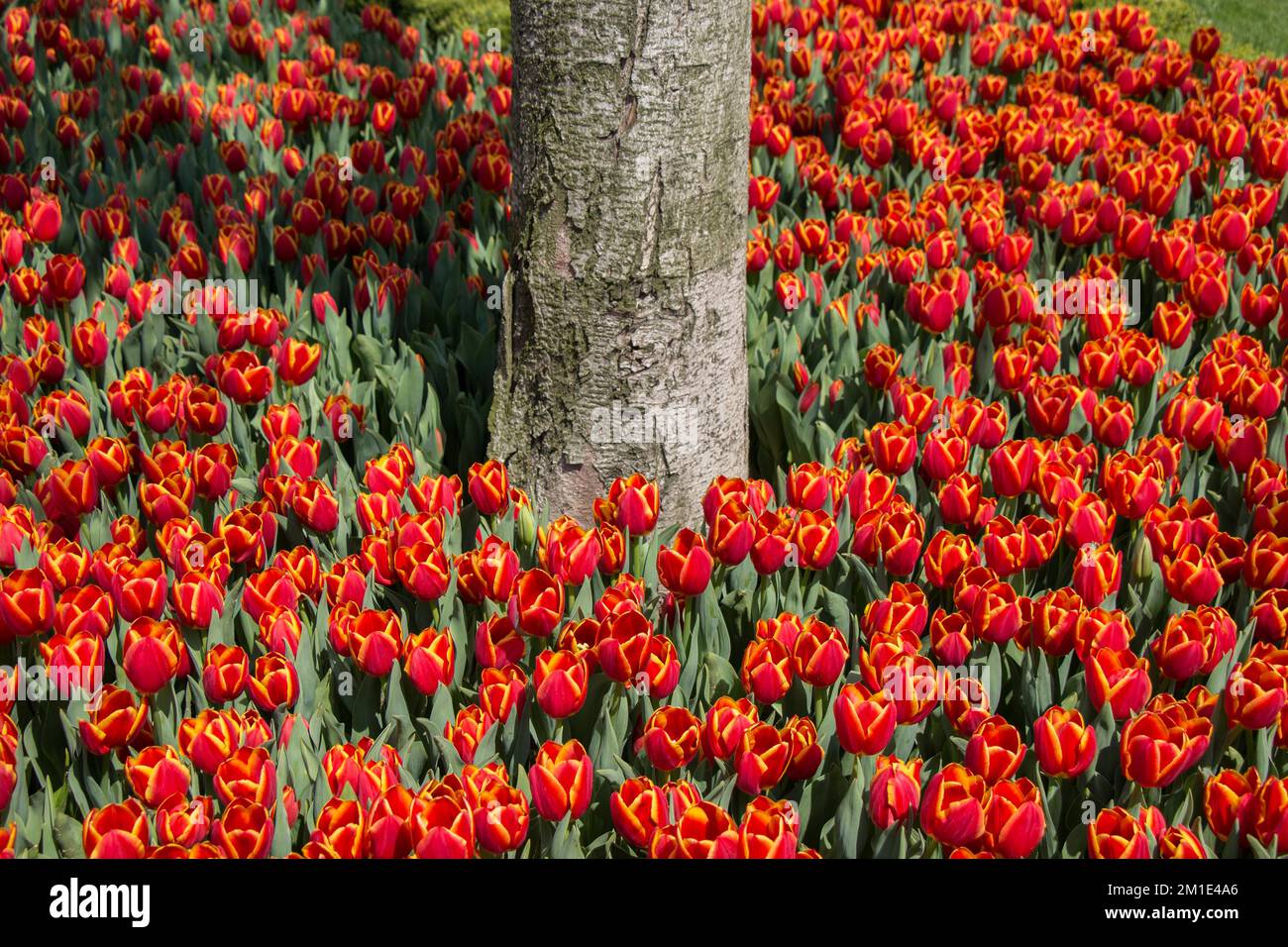Tulip Flowers Blooming around tree trunk in Spring Season Stock Photo ...