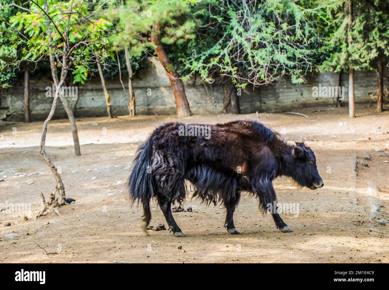 Black ox hi-res stock photography and images - Alamy