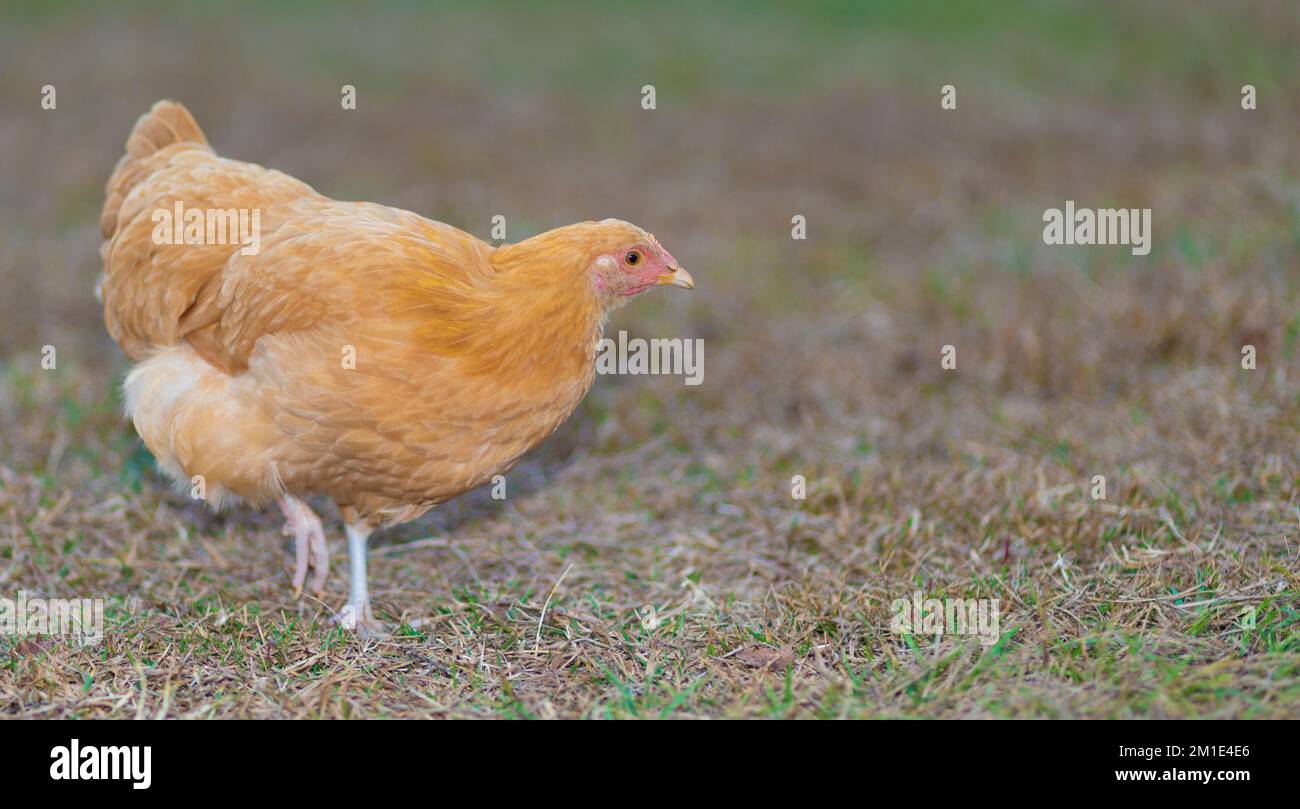 Bight golden chicken hen on a pasture with copy space Stock Photo - Alamy