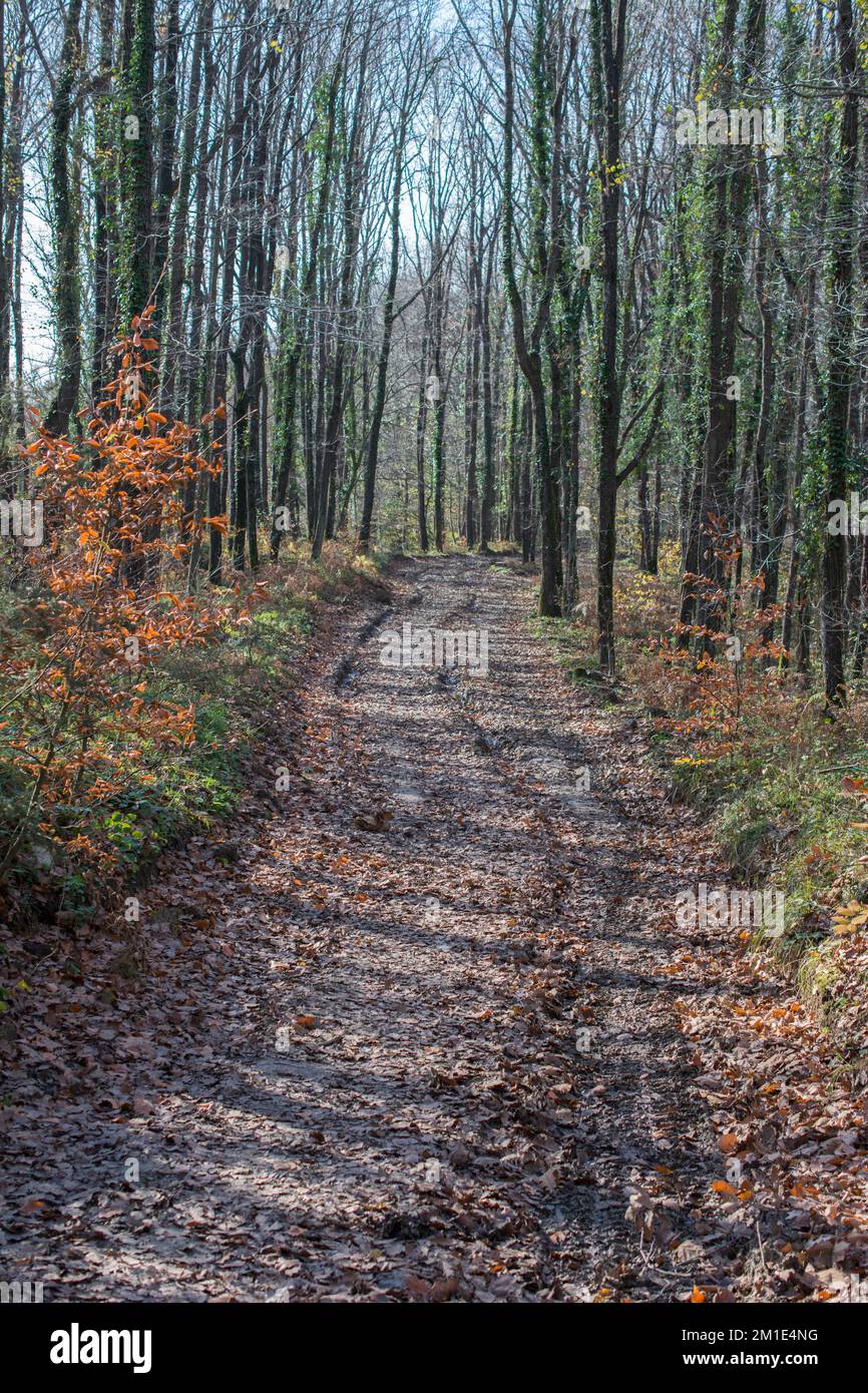 Hiking path in beautiful woods landscape in forest Stock Photo - Alamy