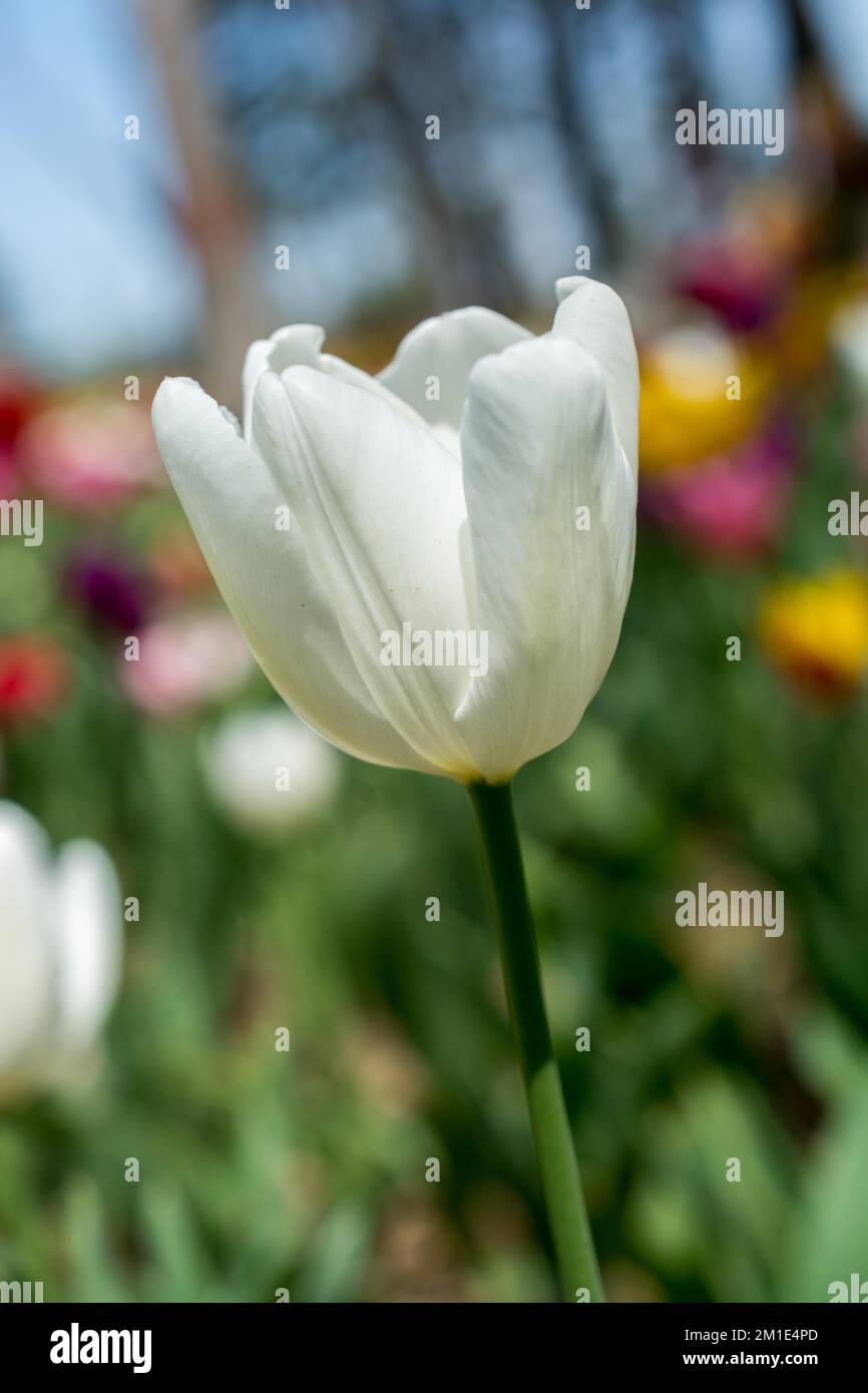 Outstanding colorful tulip flower bloom in the spring garden Stock ...