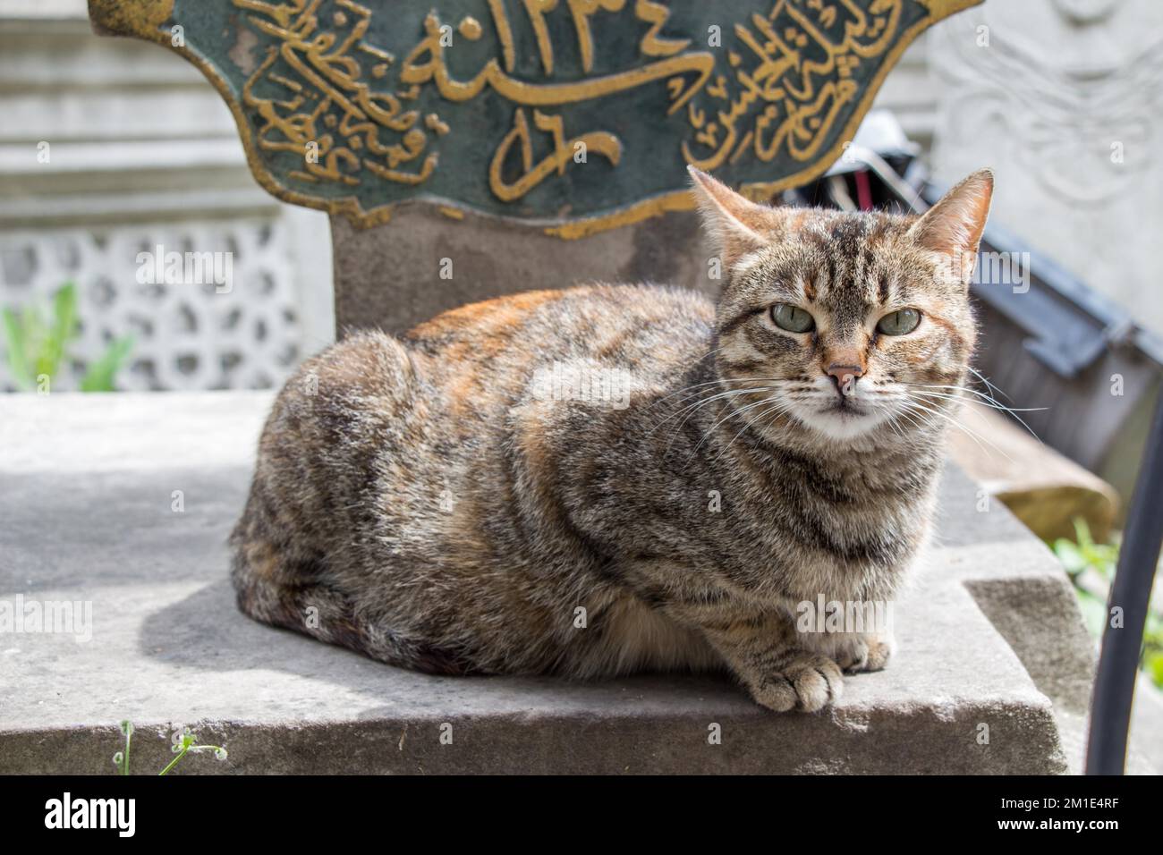 Stray cat in the street Stock Photo - Alamy