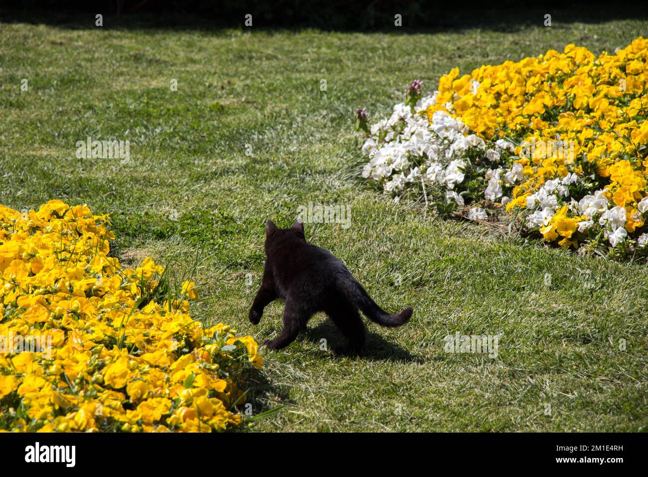 Stray cat in the street Stock Photo - Alamy