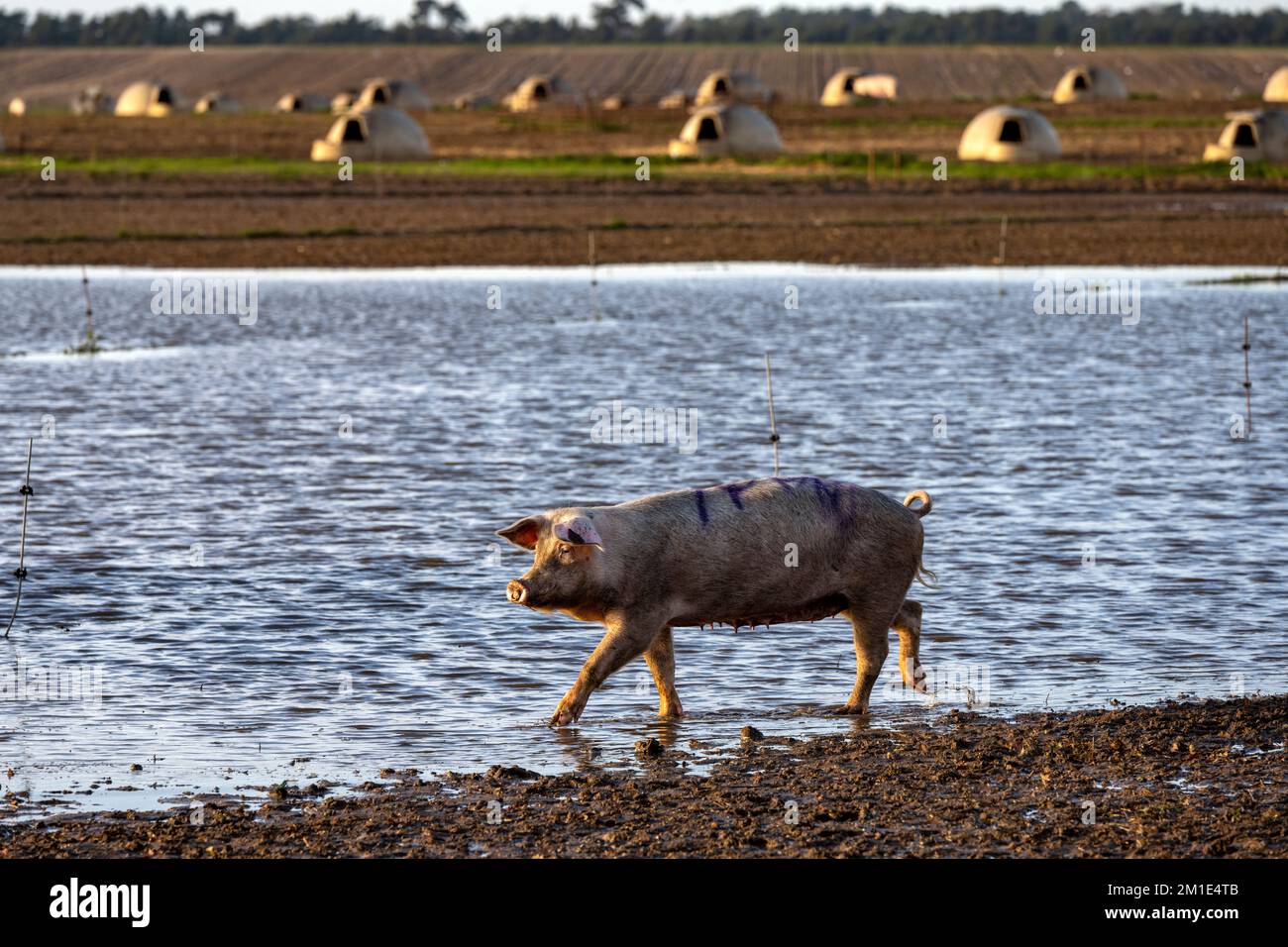 Outdoor free range pigs Sutton Heath Suffolk UK Stock Photo - Alamy