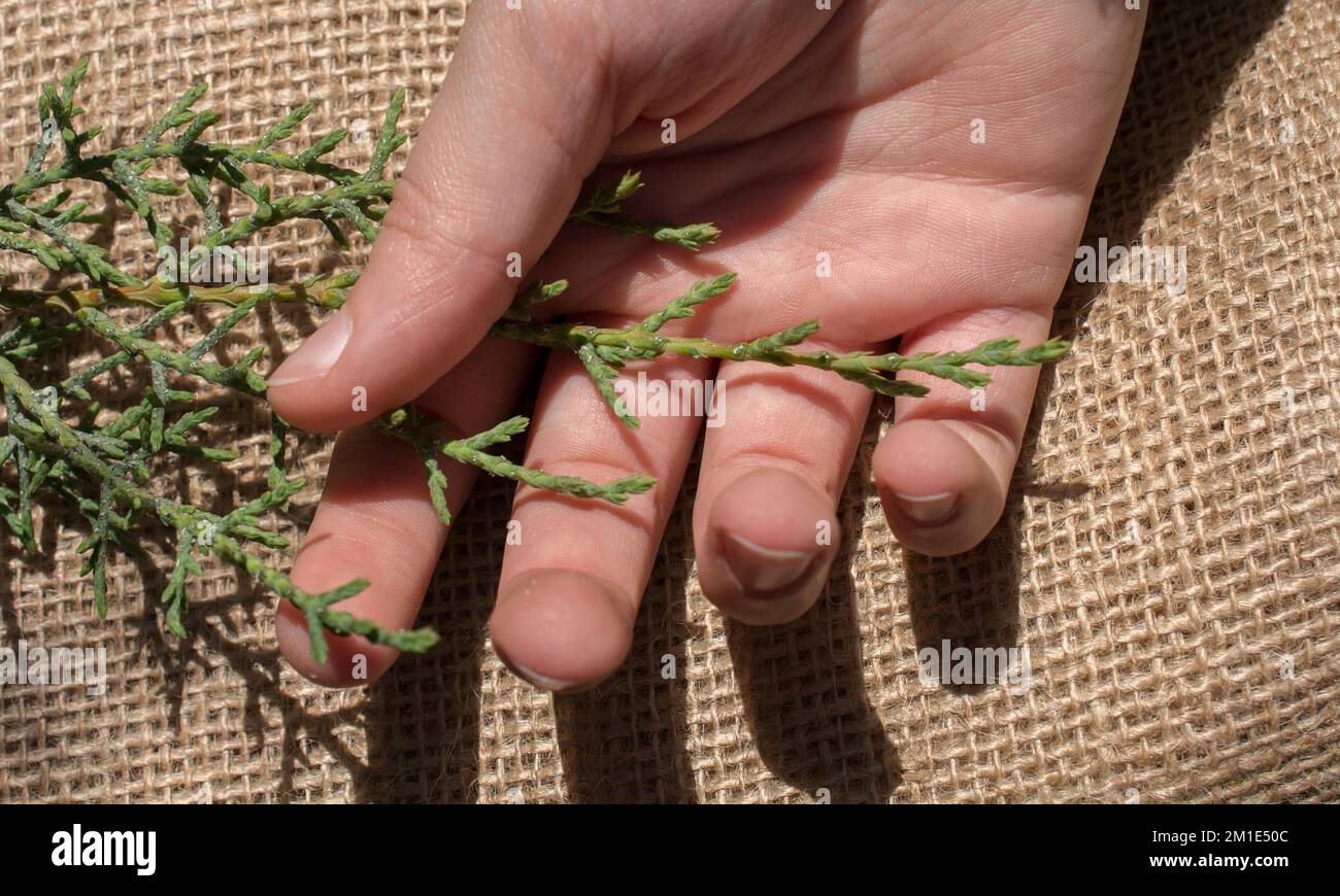 Leaves in hand over a notebook page Stock Photo - Alamy