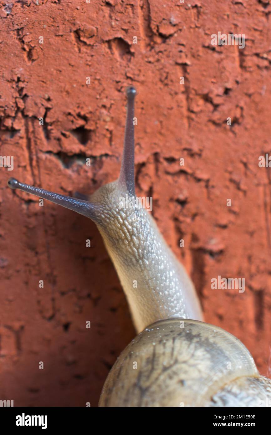 The snail slides up down the stony ground Stock Photo - Alamy