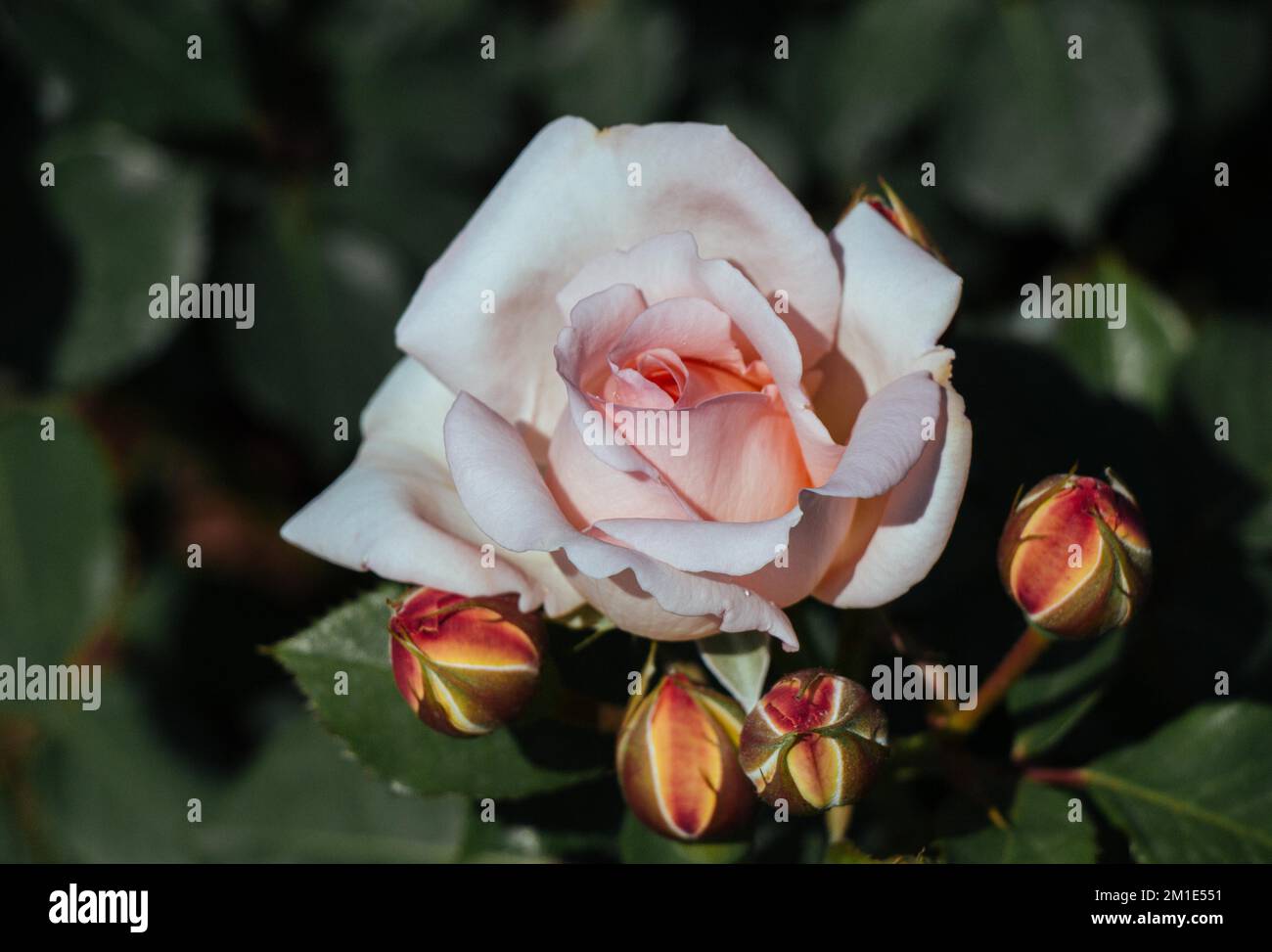 Beautiful colorful Rose Flower on garden background Stock Photo - Alamy