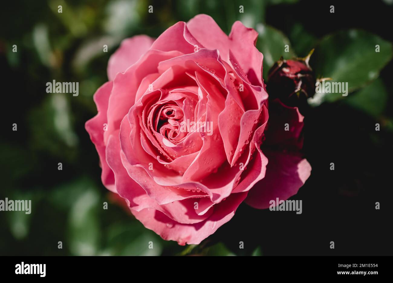 Beautiful colorful Rose Flower on garden background Stock Photo - Alamy