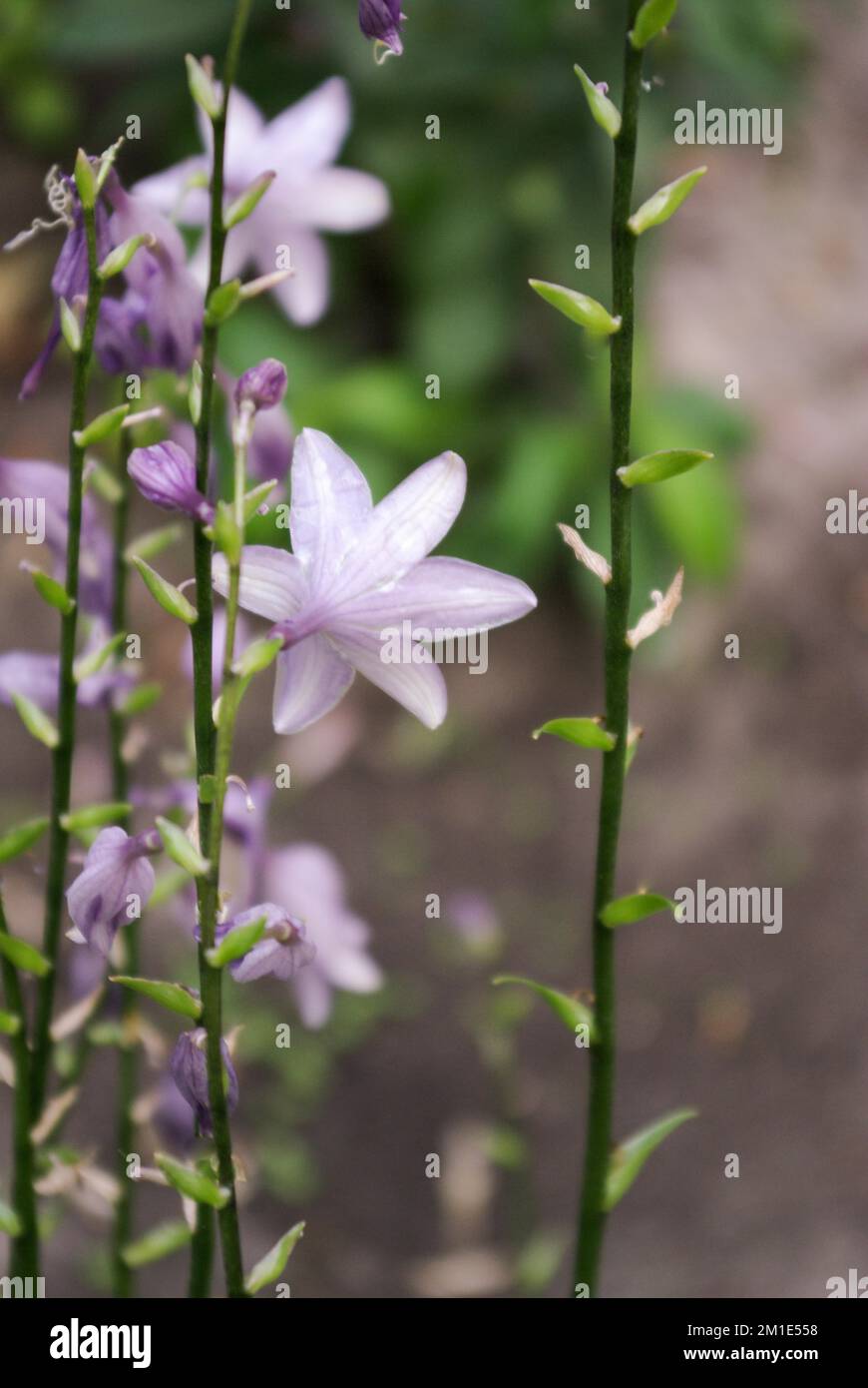 Beautiful fresh flowers in nature background Stock Photo - Alamy