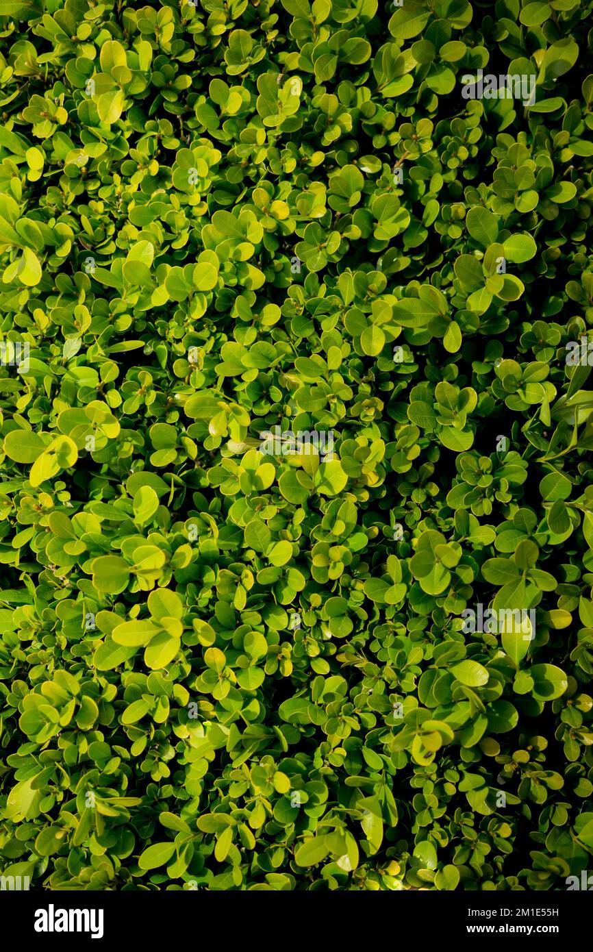 Leaves as floral herbal nature background texture Stock Photo - Alamy