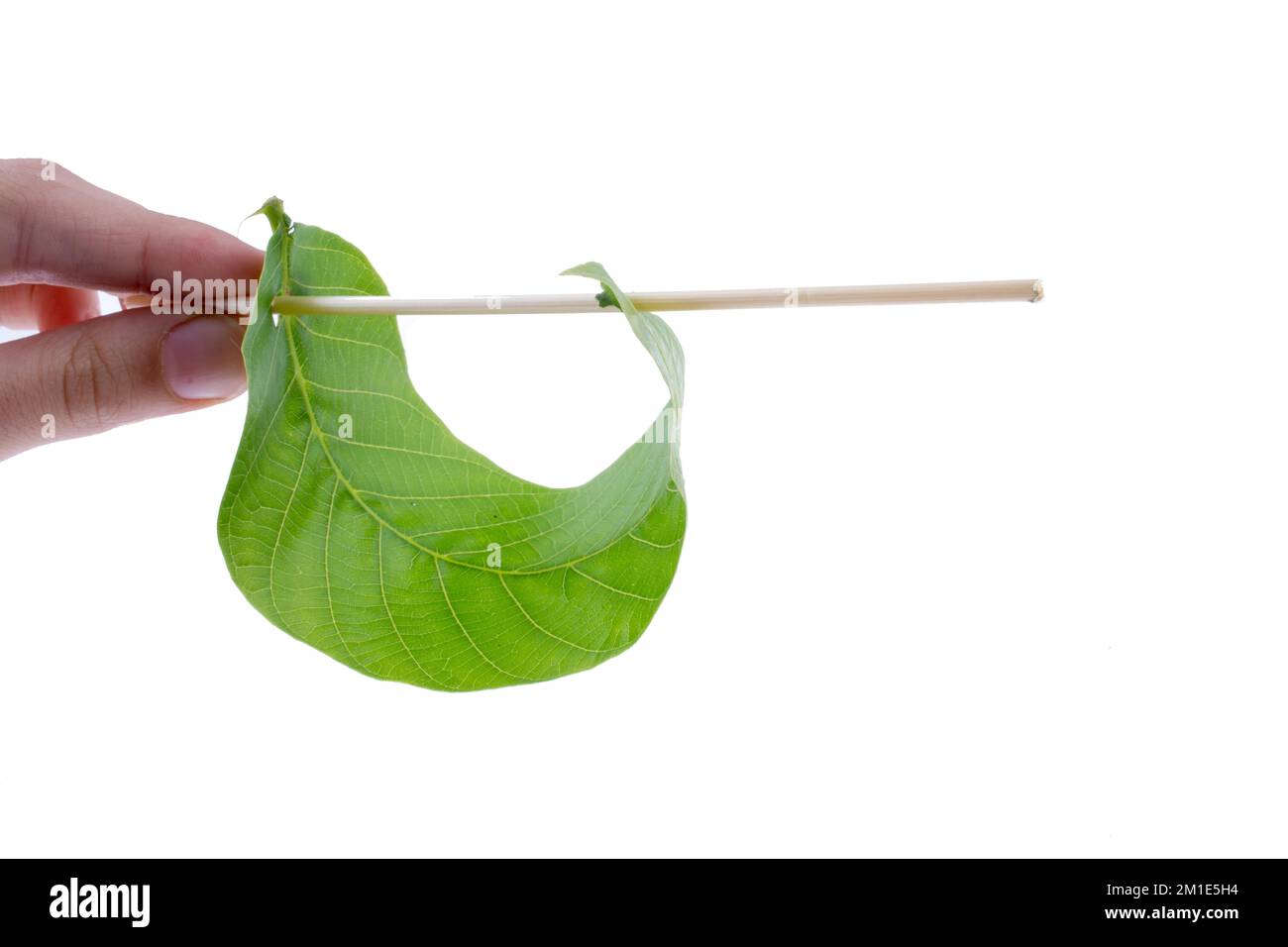 Hand holding a green leaf on a white background Stock Photo - Alamy